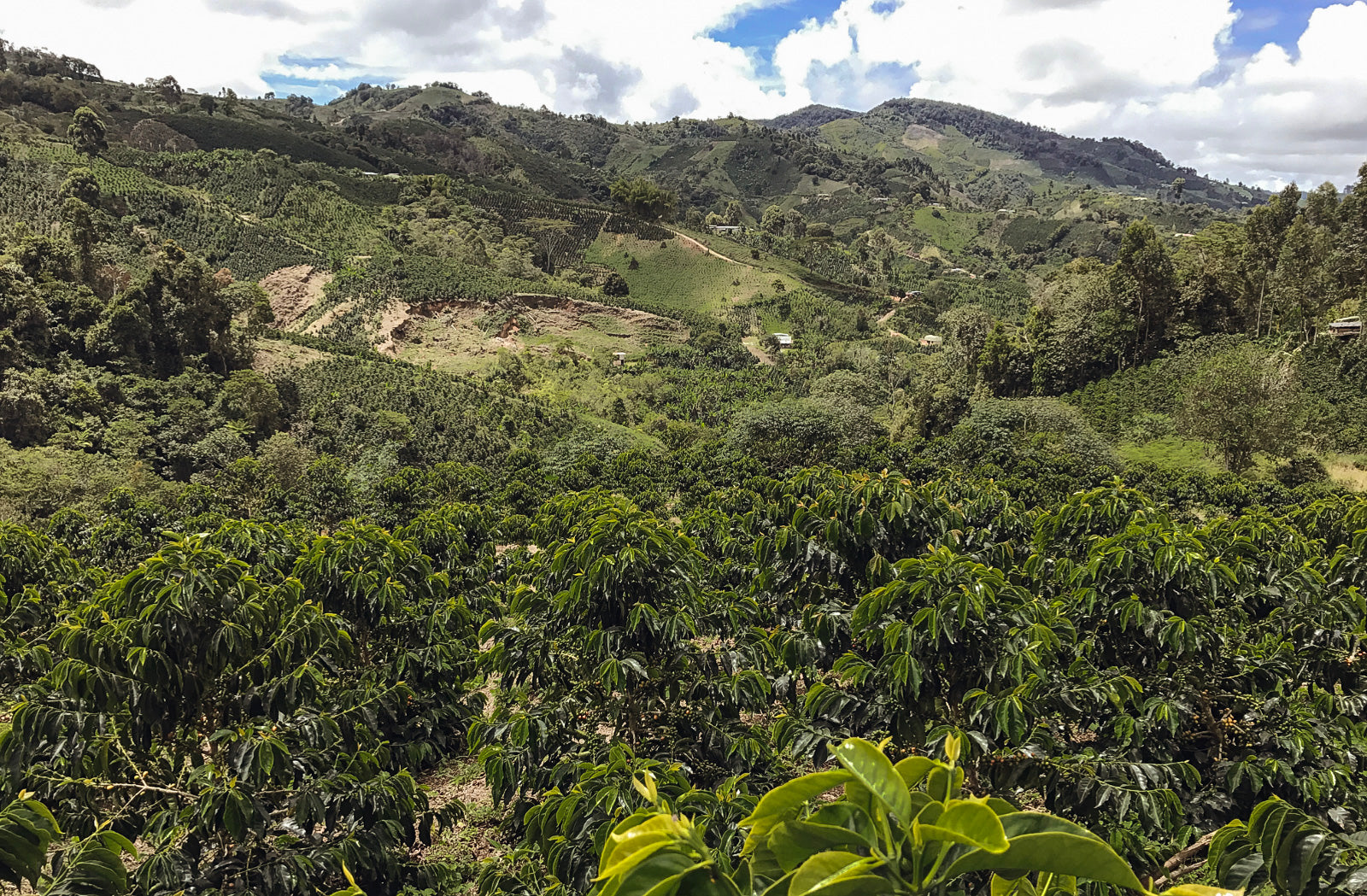 Exploring Global Coffee Cultures: A Journey Through the World’s Coffee ...